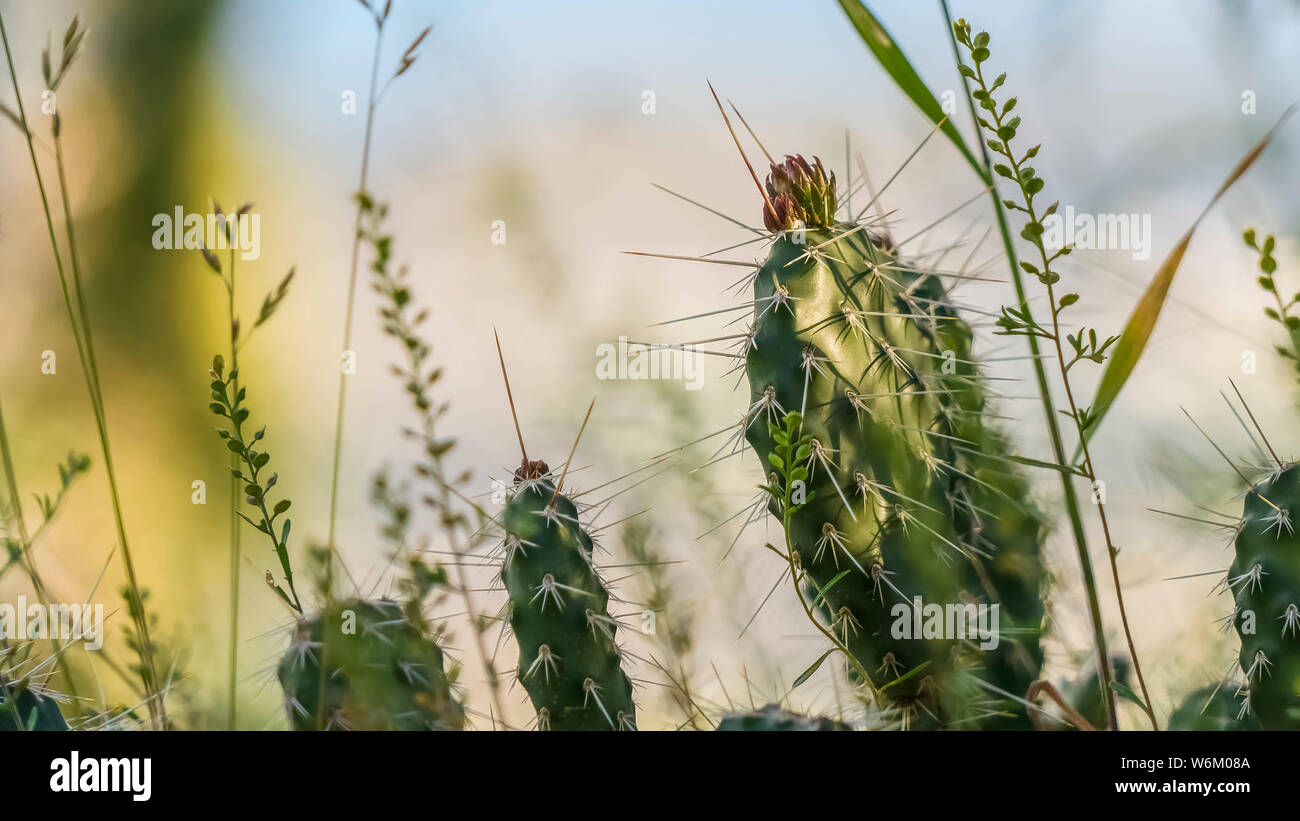 Long spikes cactus hi-res stock photography and images - Alamy