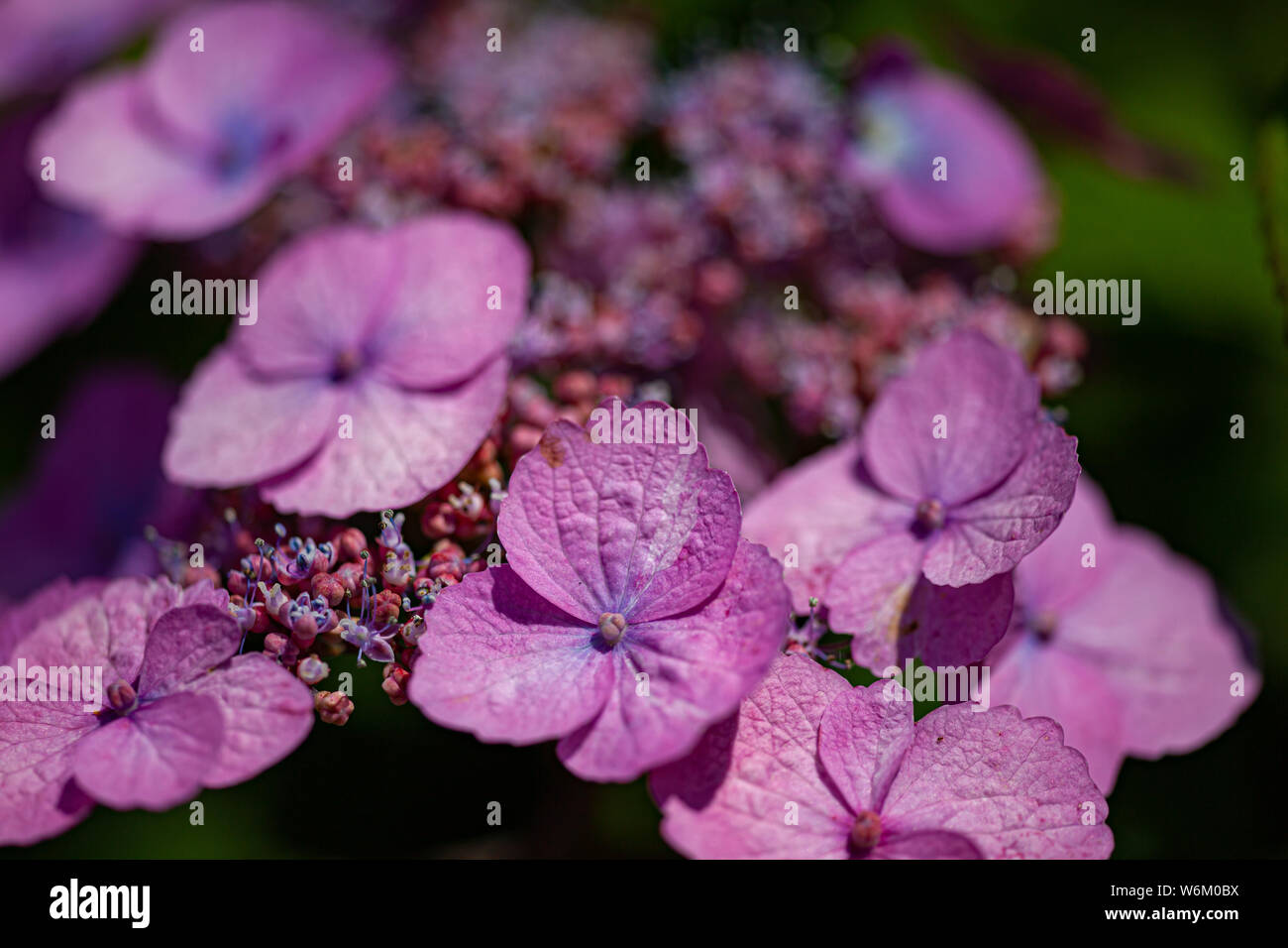 Details of velvet hydrangea blossoms Stock Photo - Alamy