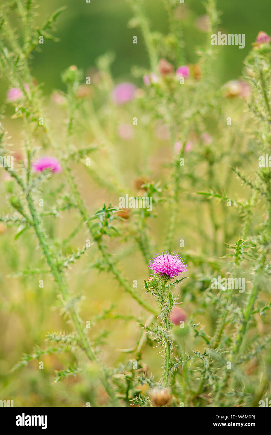 Cirsium vulgare, common thistle, bovine thistle, common thistle ...