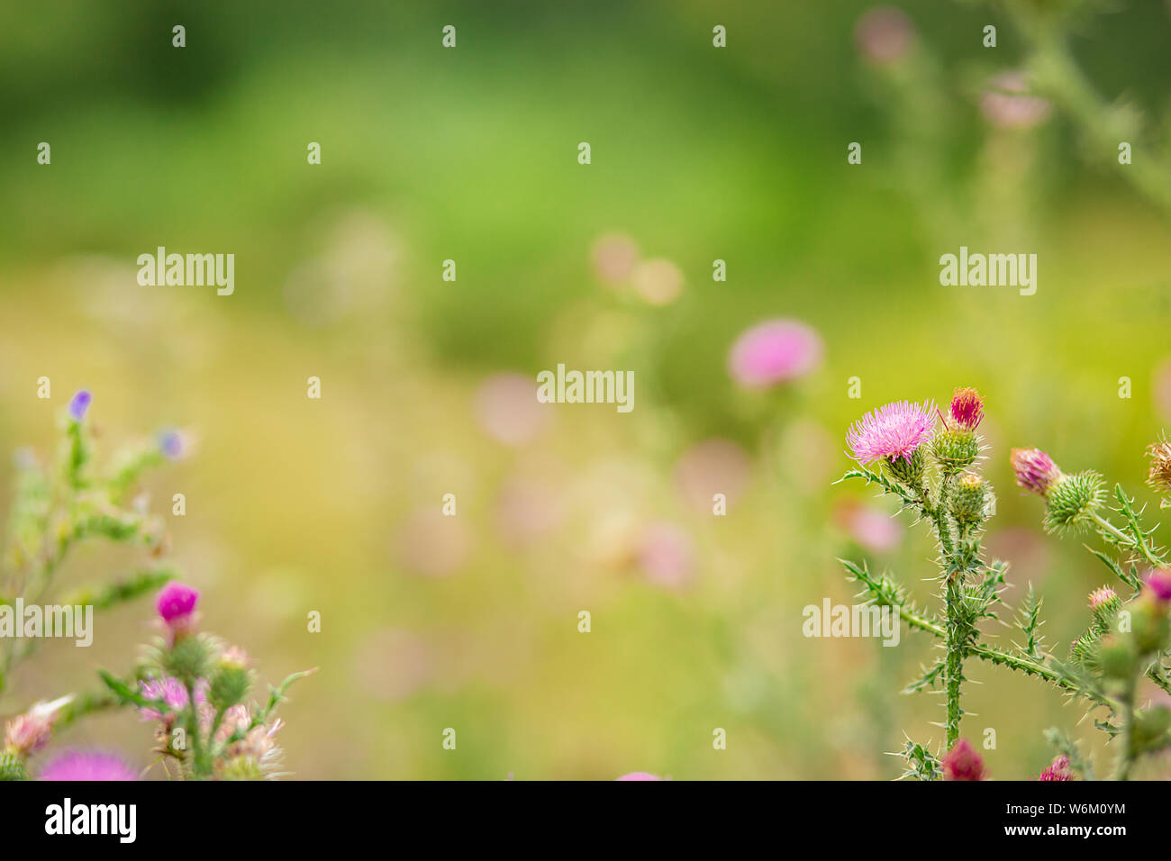 Cirsium vulgare, common thistle, bovine thistle, common thistle ...