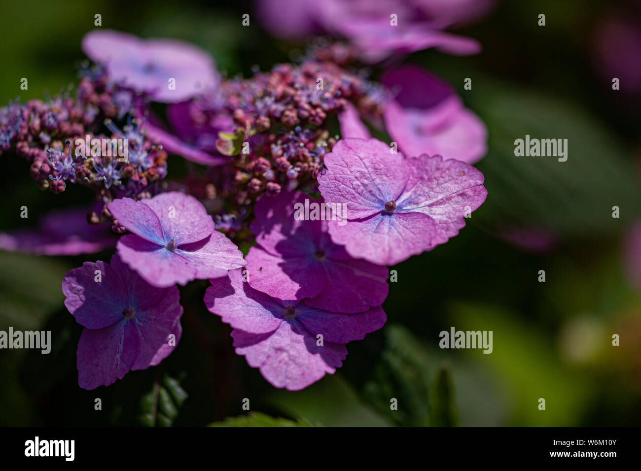 Details of velvet hydrangea blossoms Stock Photo - Alamy
