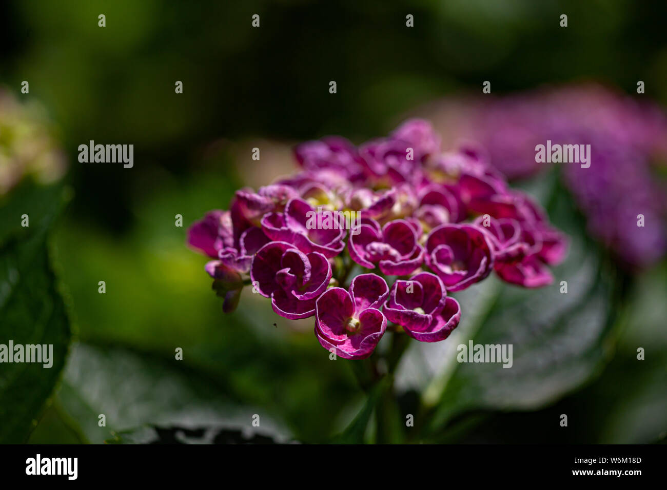 Details of velvet hydrangea blossoms Stock Photo - Alamy