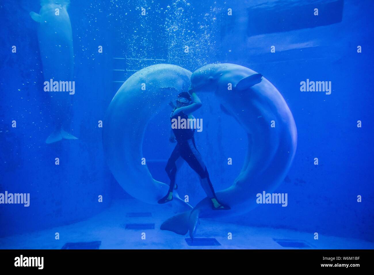 Beluga Whale Dancing