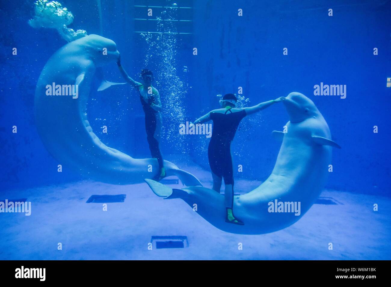 Beluga Whale Dancing