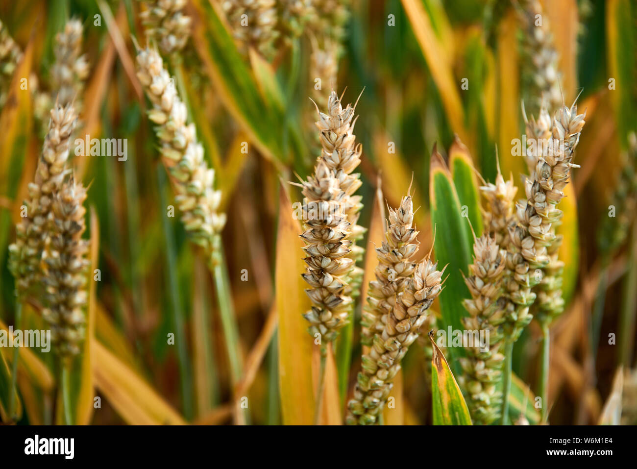 wheat corn field before harvest Stock Photo - Alamy