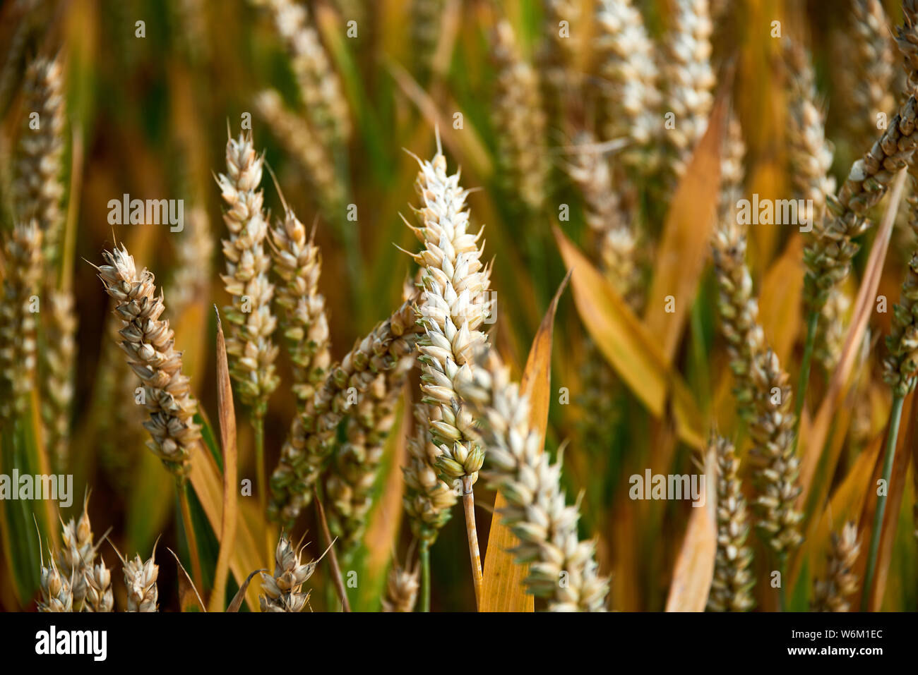 wheat corn field before harvest Stock Photo - Alamy