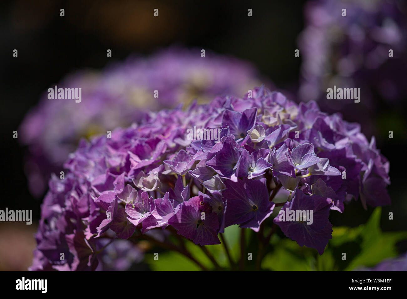 Details of velvet hydrangea blossoms Stock Photo - Alamy