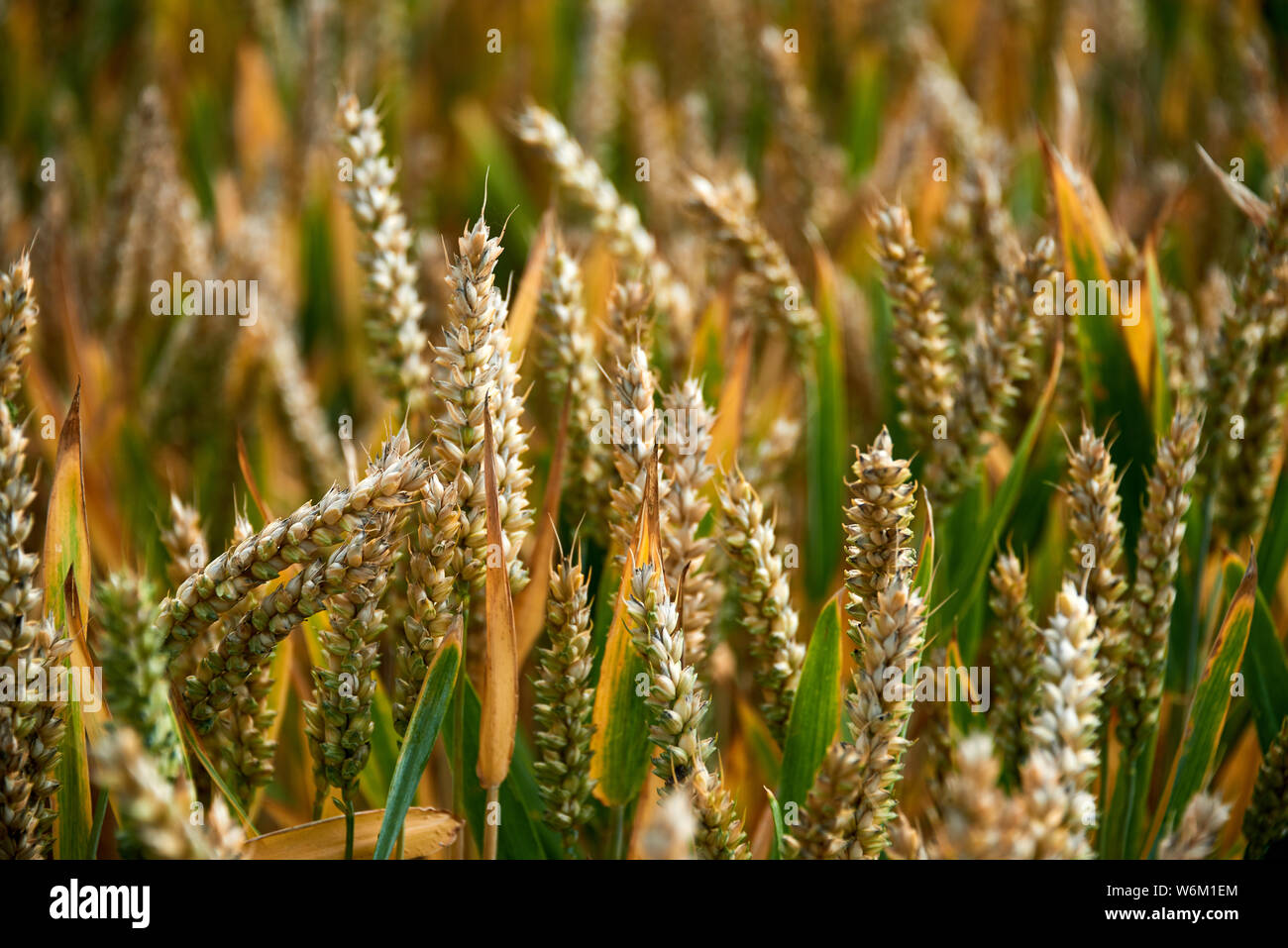 wheat corn field before harvest Stock Photo - Alamy