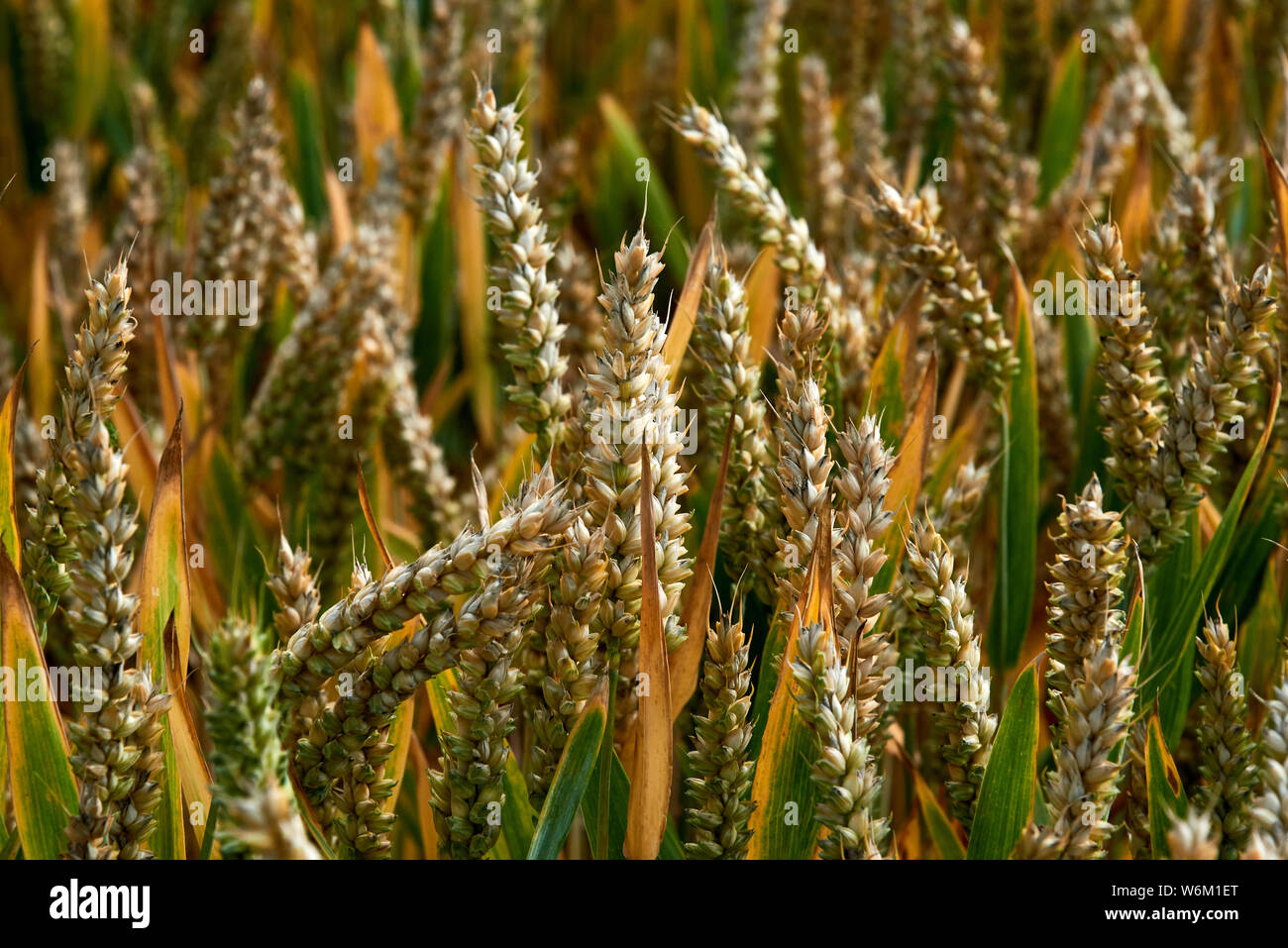wheat corn field before harvest Stock Photo - Alamy
