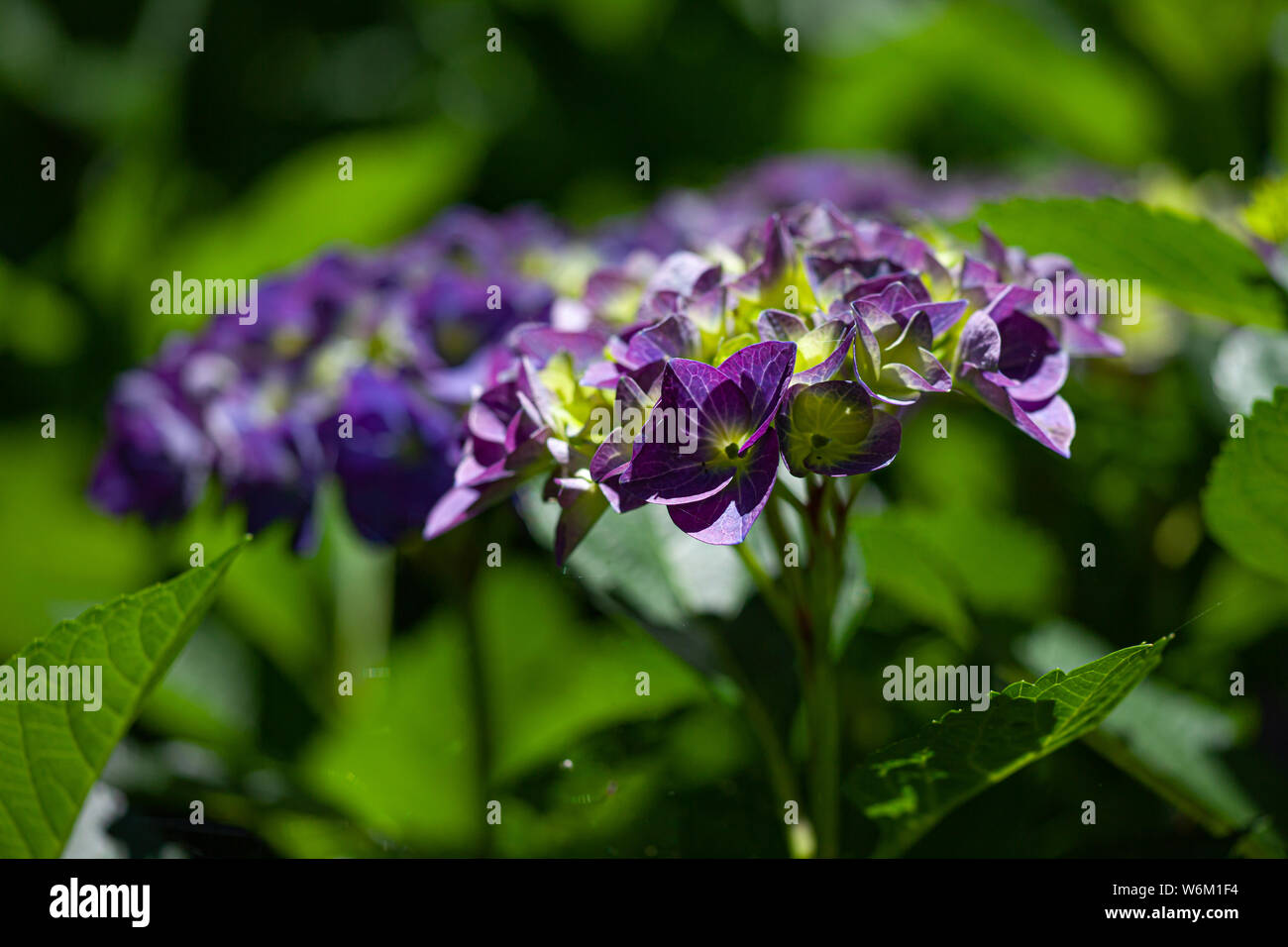 Details of velvet hydrangea blossoms Stock Photo - Alamy