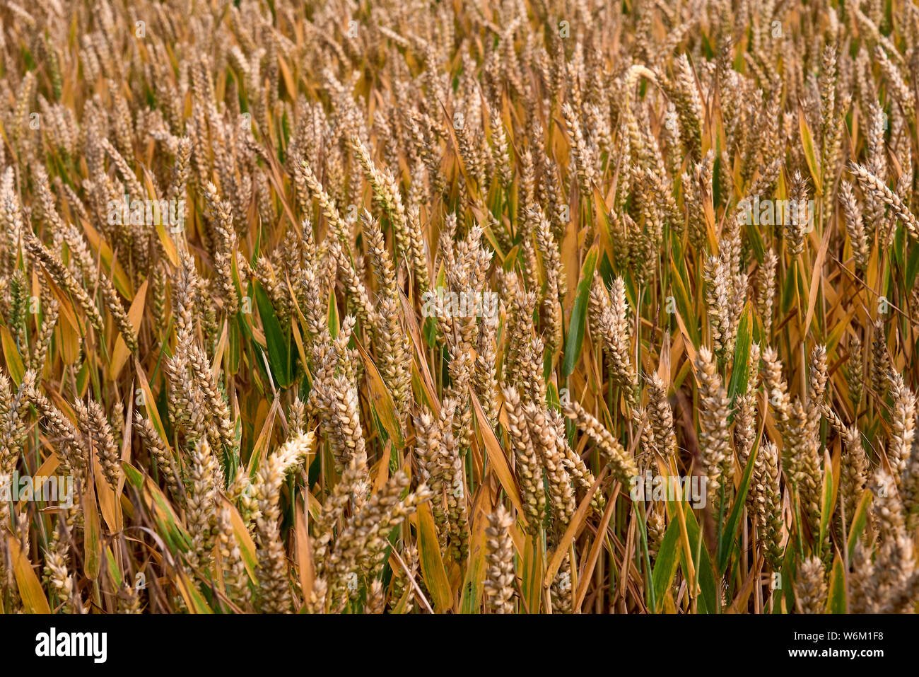 wheat corn field before harvest Stock Photo - Alamy