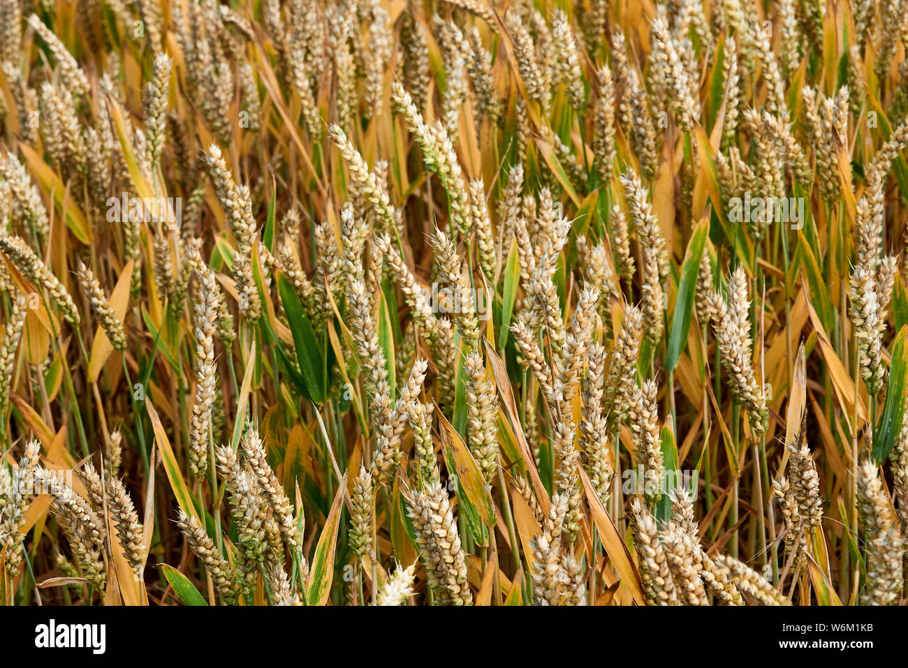 wheat corn field before harvest Stock Photo - Alamy