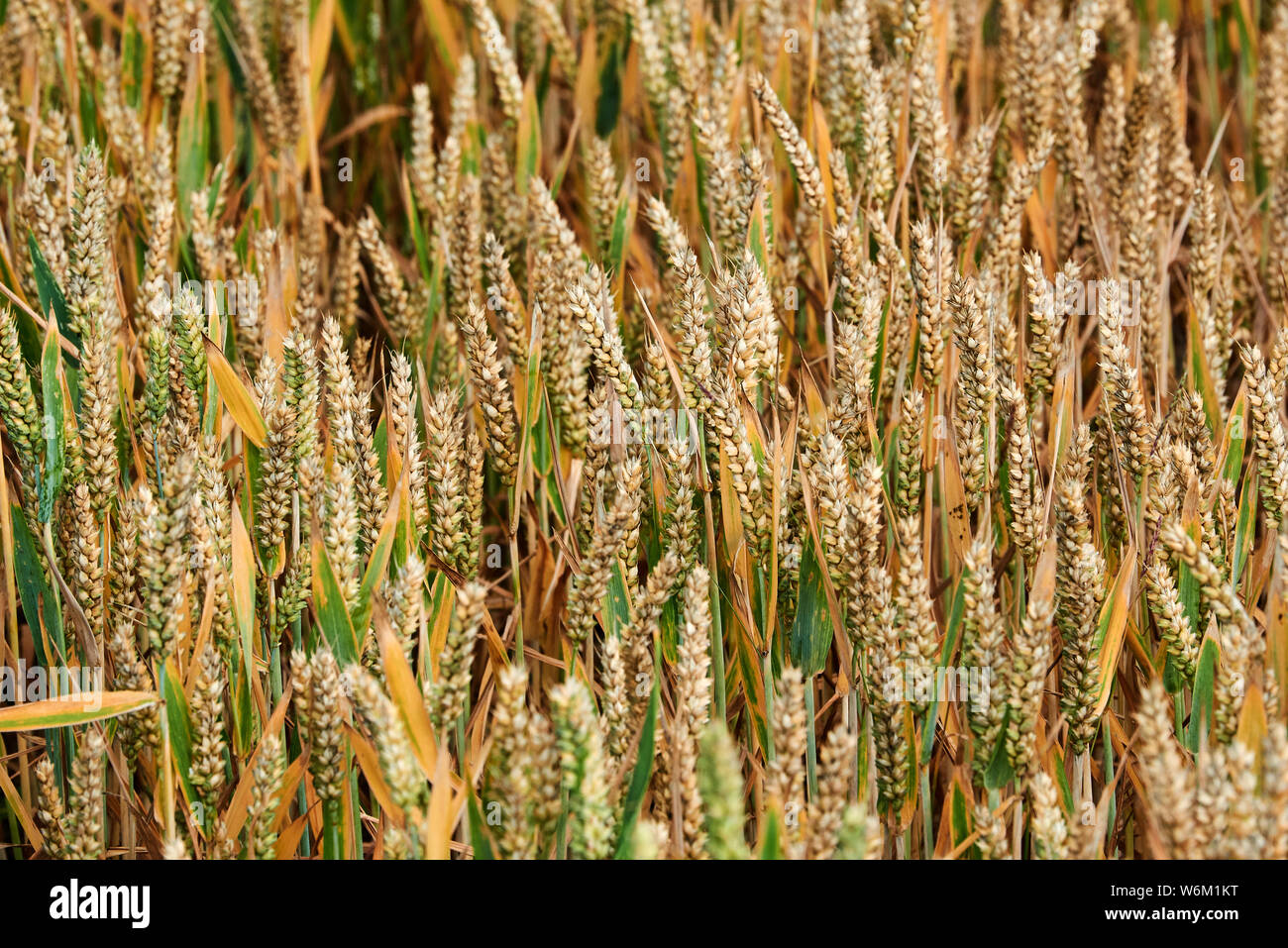 wheat corn field before harvest Stock Photo - Alamy