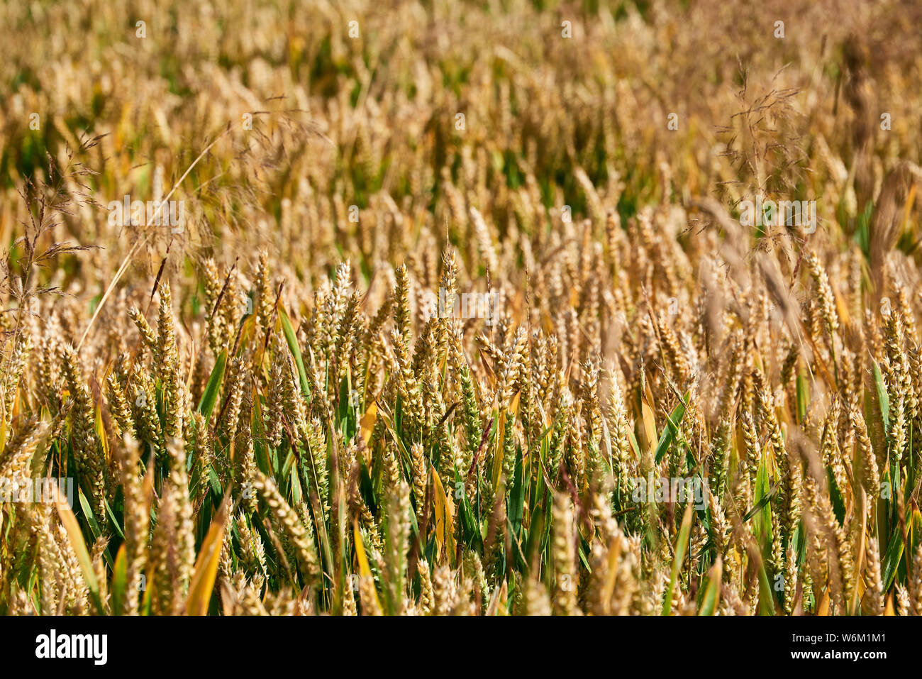 wheat corn field before harvest Stock Photo - Alamy