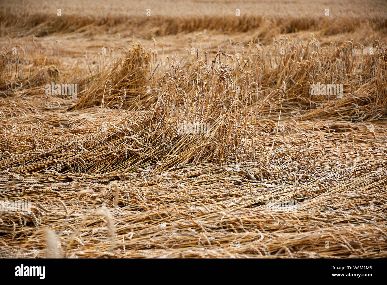 wheat corn field before harvest Stock Photo - Alamy