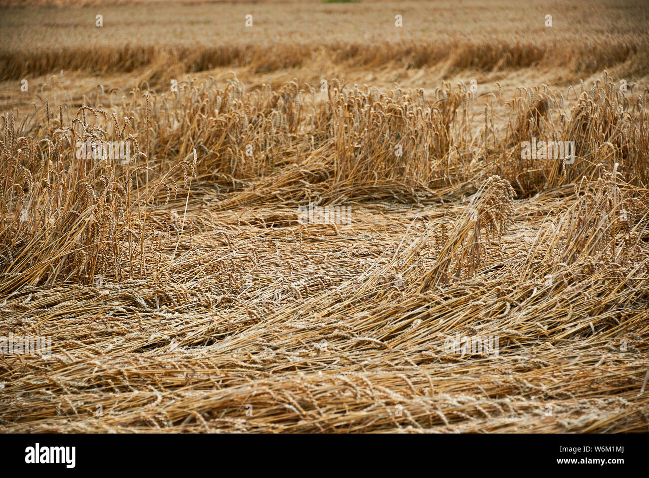 wheat corn field before harvest Stock Photo - Alamy