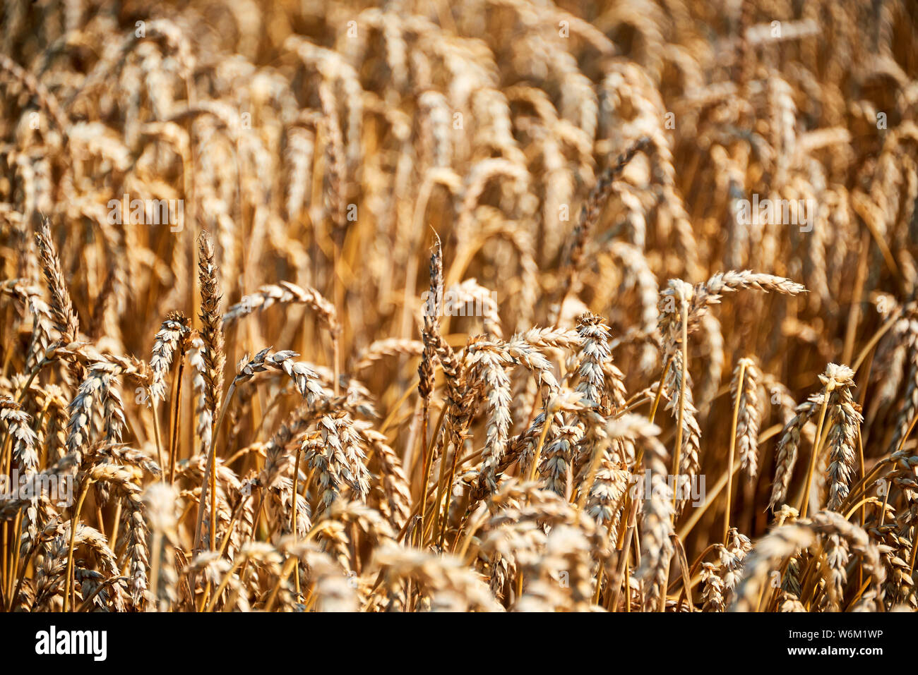 wheat corn field before harvest Stock Photo - Alamy