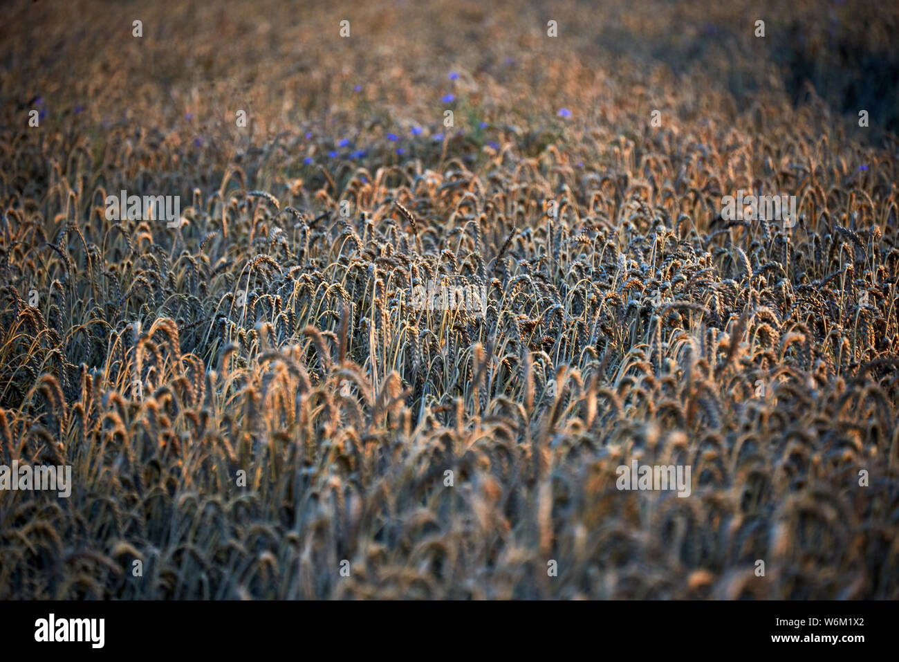wheat corn field before harvest Stock Photo - Alamy