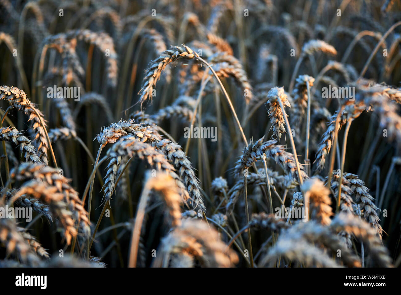 wheat corn field before harvest Stock Photo - Alamy