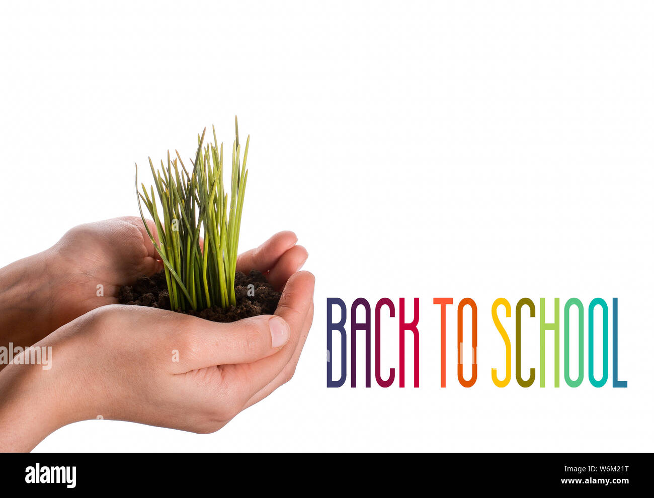 Green grass seedling in handful soil in hand on an isolated background ...