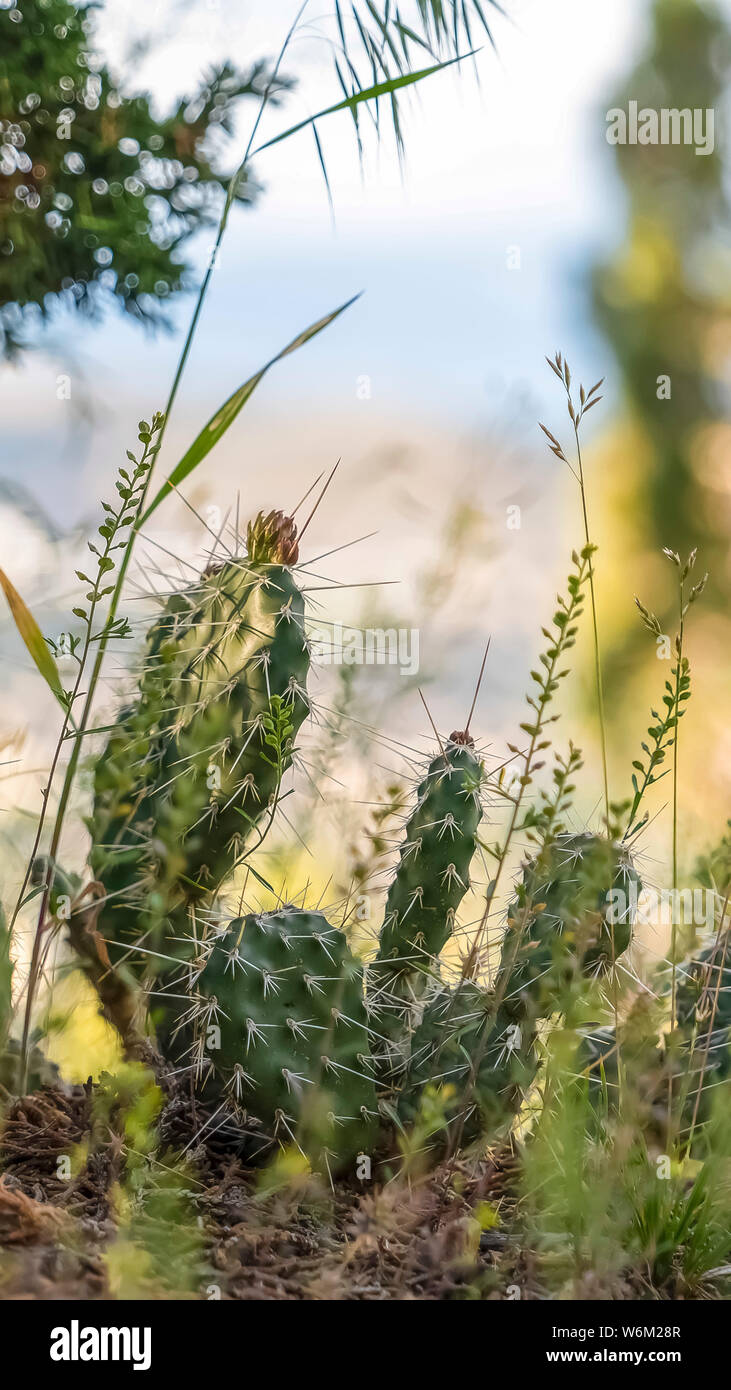 Vertical frame Cactus with thin sharp spikes thriving in the wilderness ...