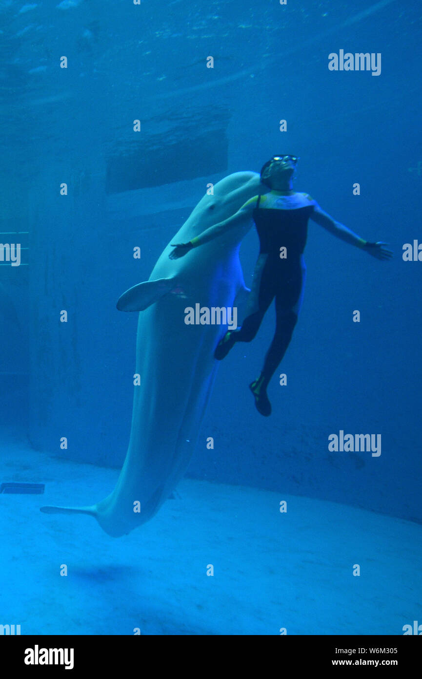 Beluga Whale Dancing