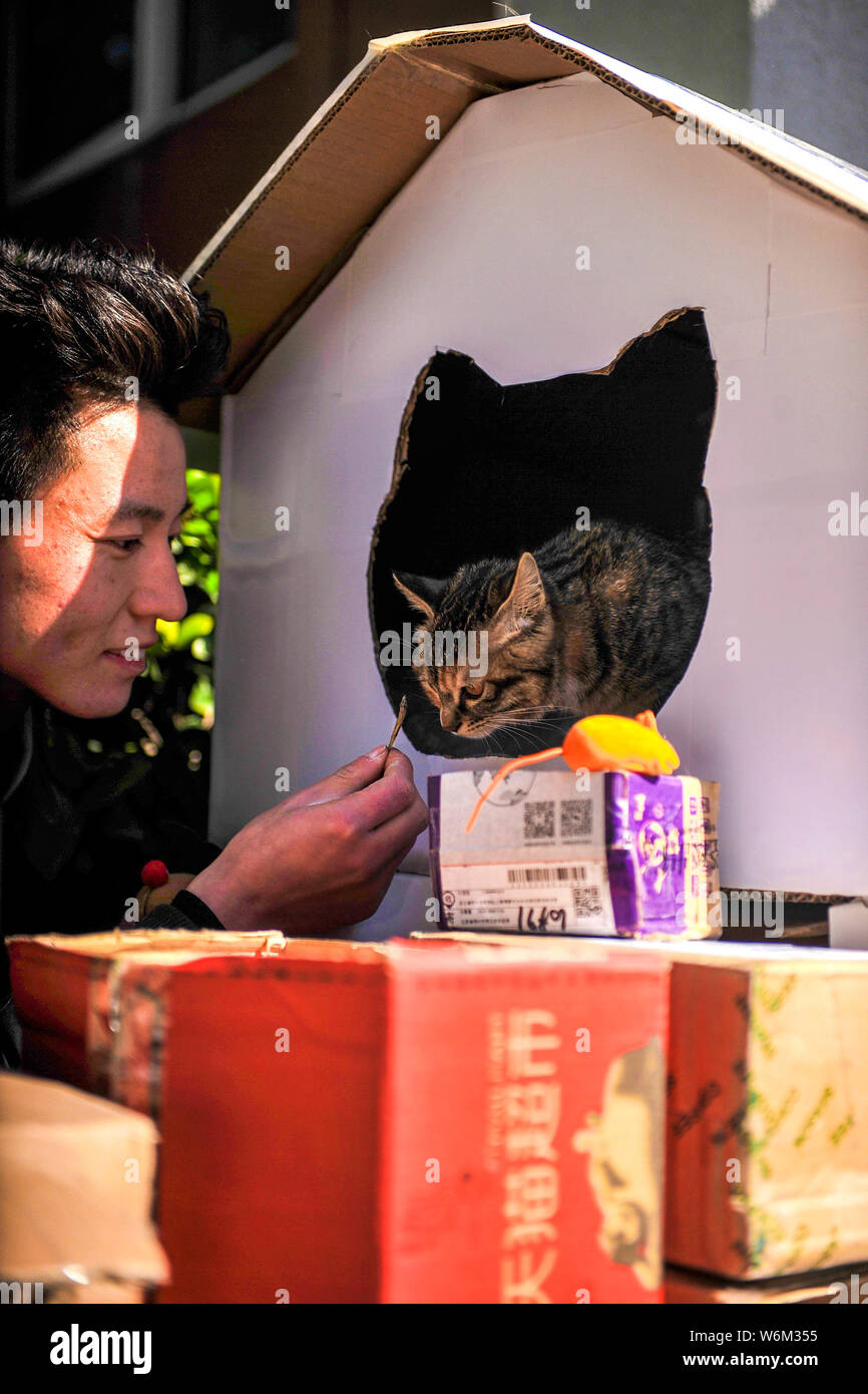 A stray cat in a "villa" made up of parcel boxes from online shopping ...