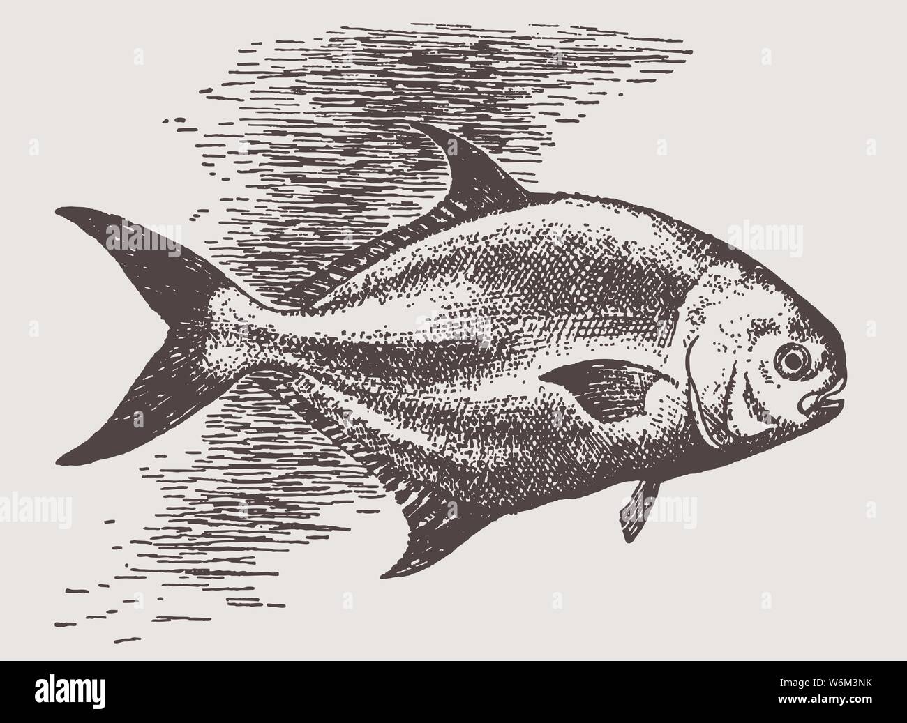 Trachinotus carolinus Stock Vector Images - Alamy