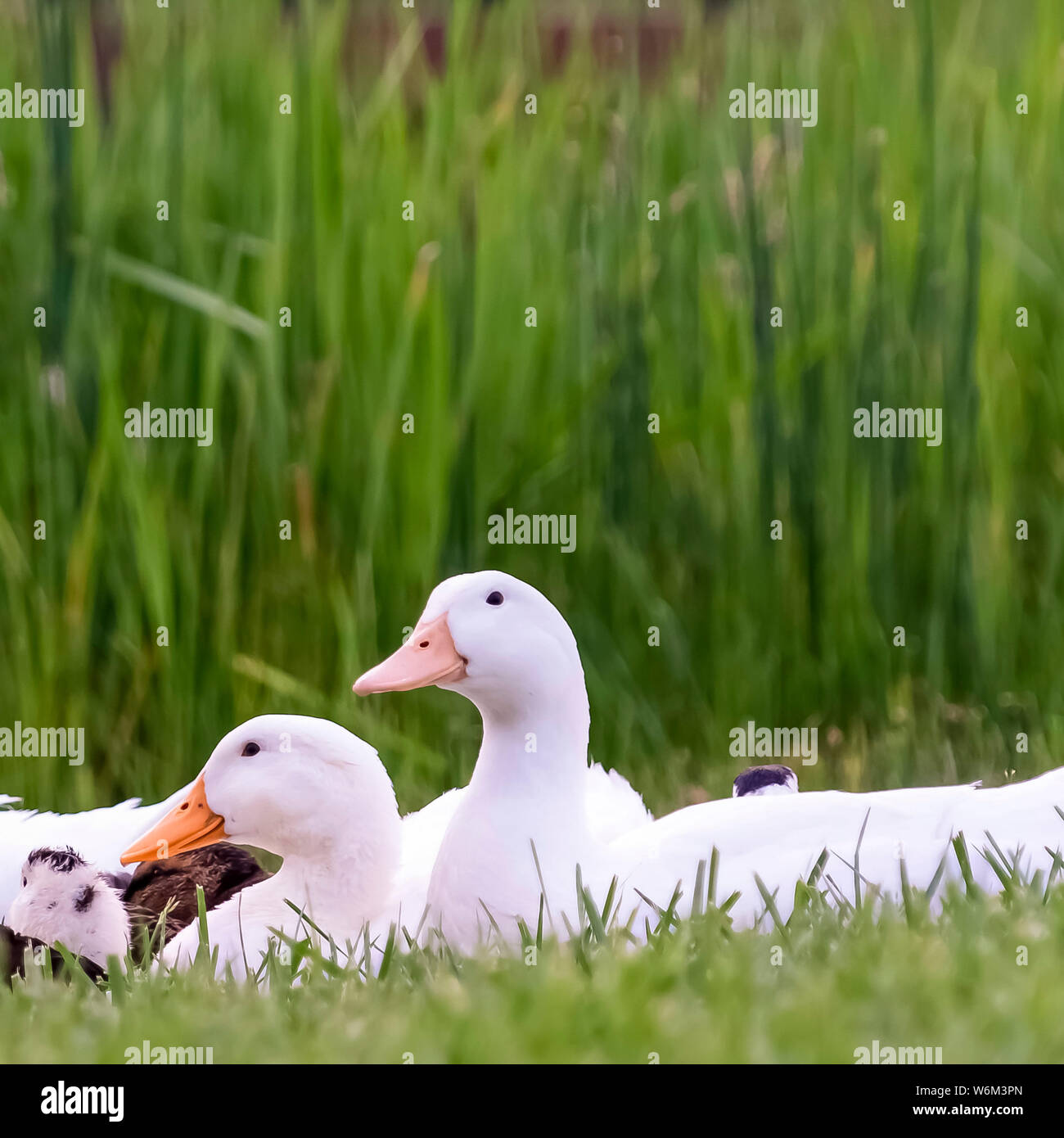 Square White and brown ducks against vivid green grasses and shiny pond ...