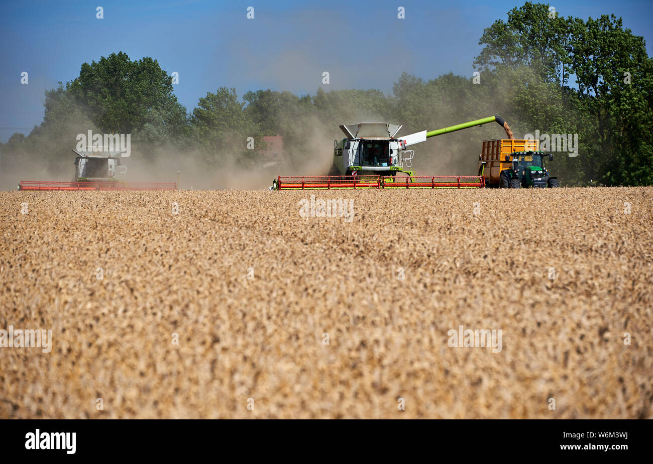 two harvester unloading corn on tractor Stock Photo - Alamy