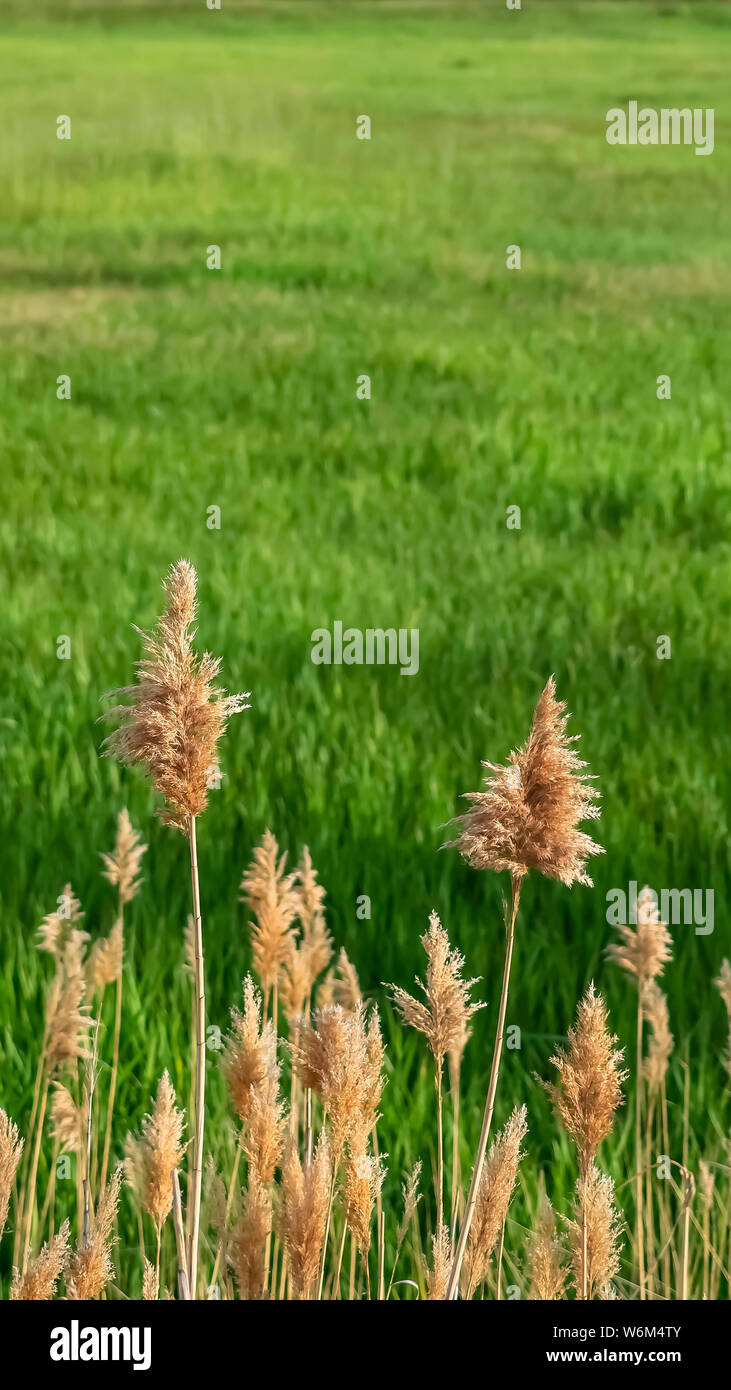 Vertical frame Nature scenery with close up view of brown grasses ...