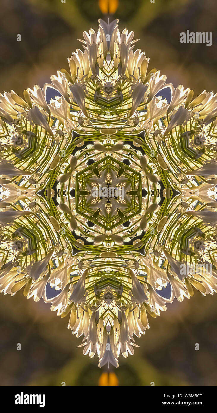 Vertical frame Star shape made form white flowers in California Stock ...