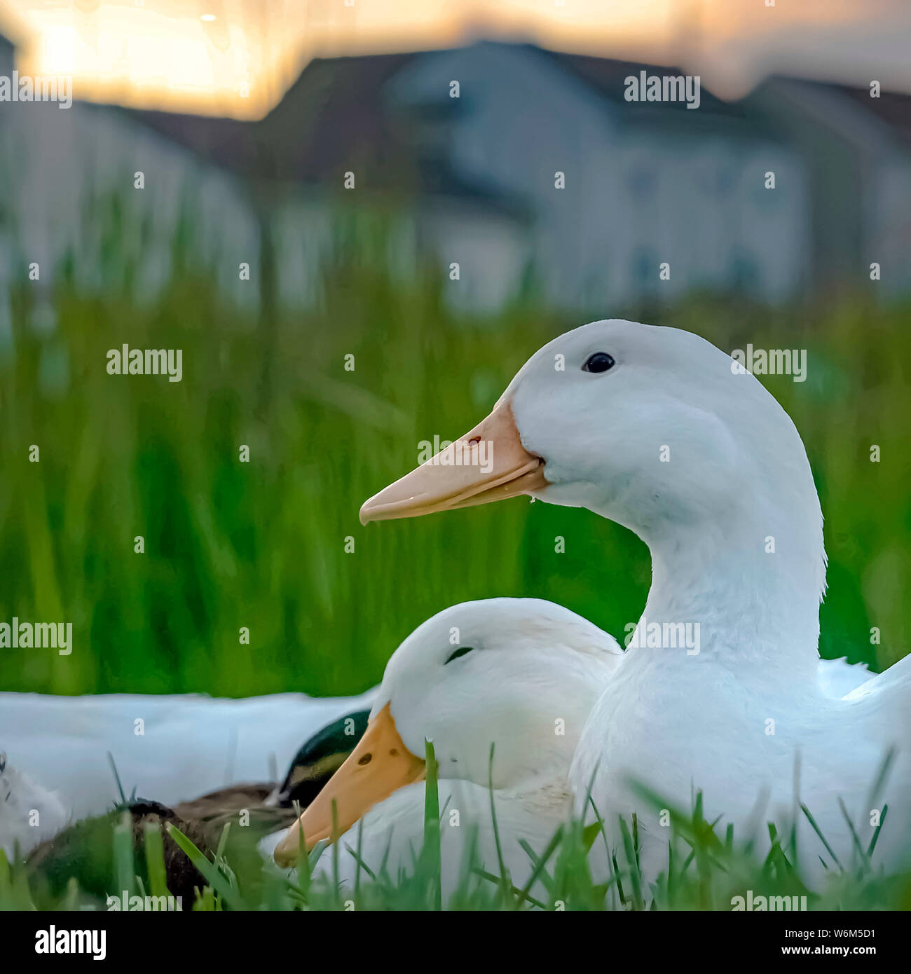Square frame Group of ducks with white feathers short yellow beaks and ...