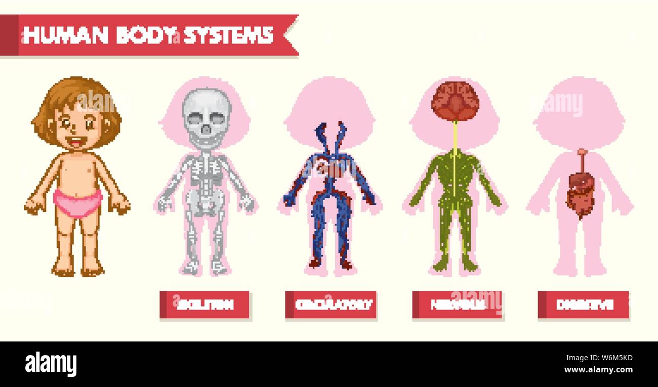 Scientific medical illustration of girl human systems illustration ...