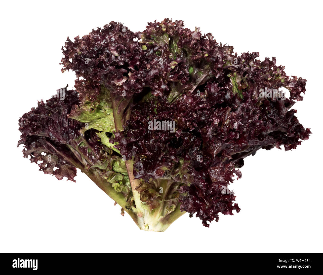 Contrast dark burgundy lush lettuce leaves isolated on white. High ...
