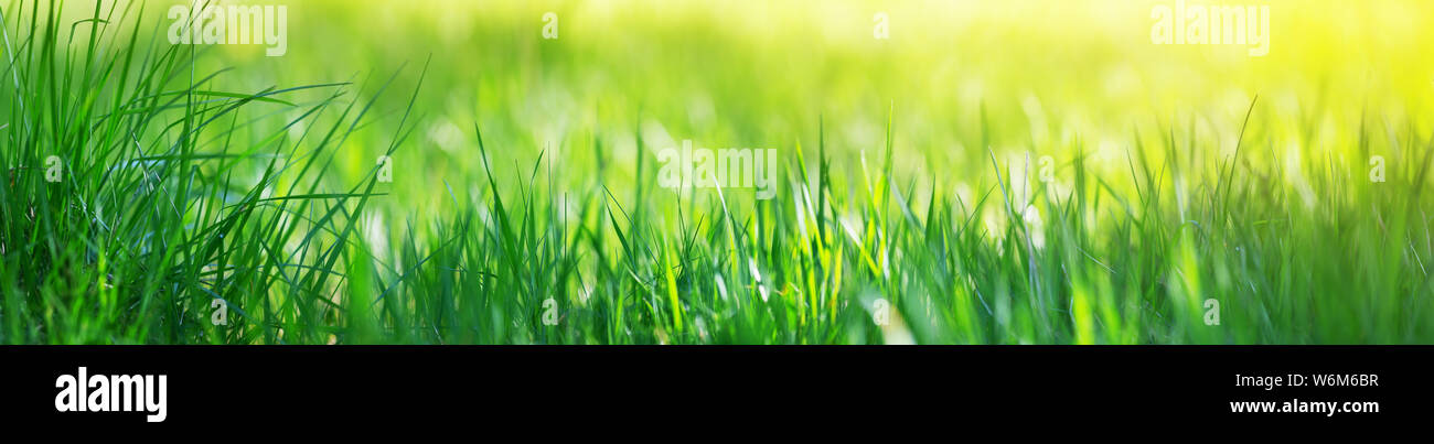 Fresh green grass background with sunlight Stock Photo - Alamy