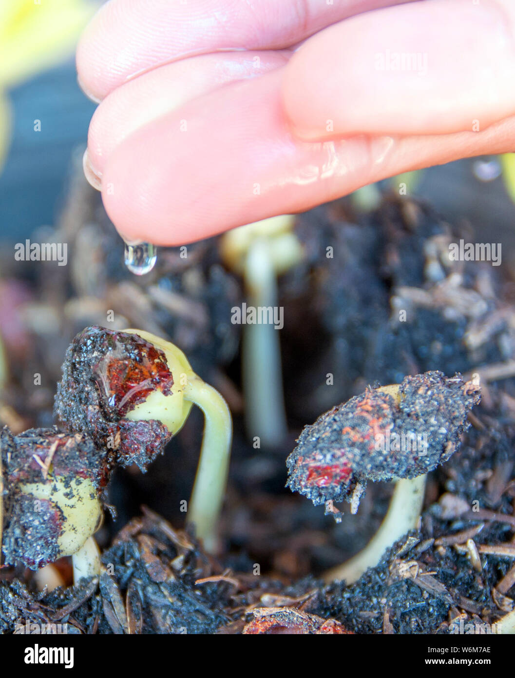 seed to tree, hand planting in garden. earth day concept Stock Photo ...