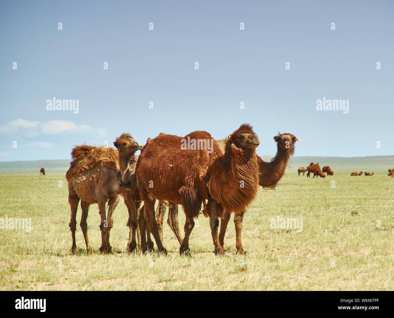 Bactrian or two-humped camel Gobi desert, Mongolia Stock Photo - Alamy