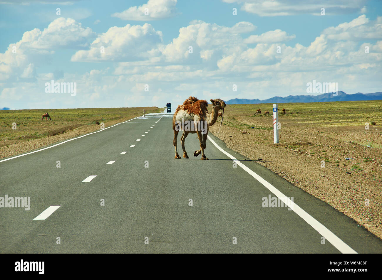 Camels cross the highway, Bactrian or two-humped camel Gobi desert ...