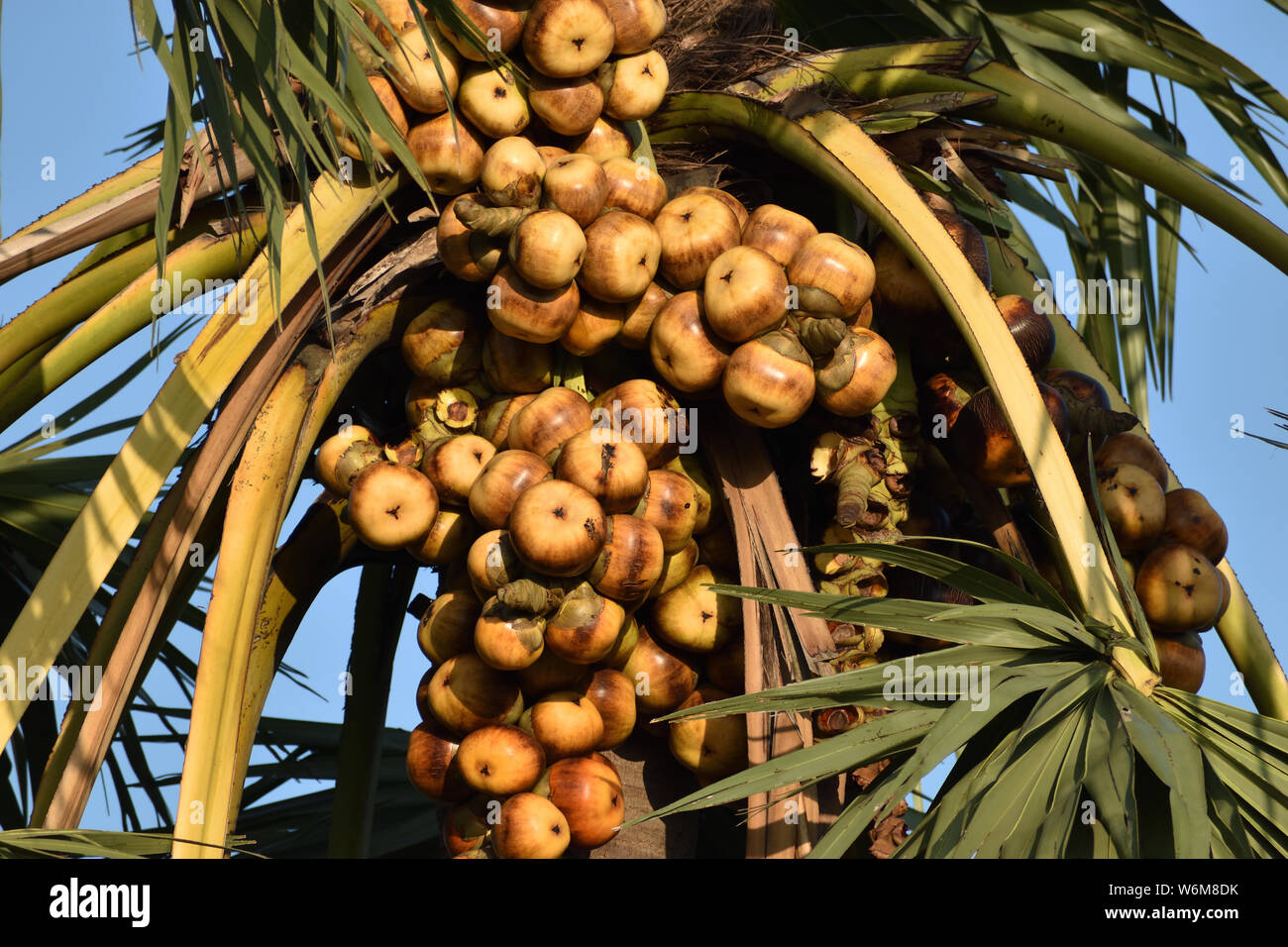 asian palmyra plam Stock Photo - Alamy
