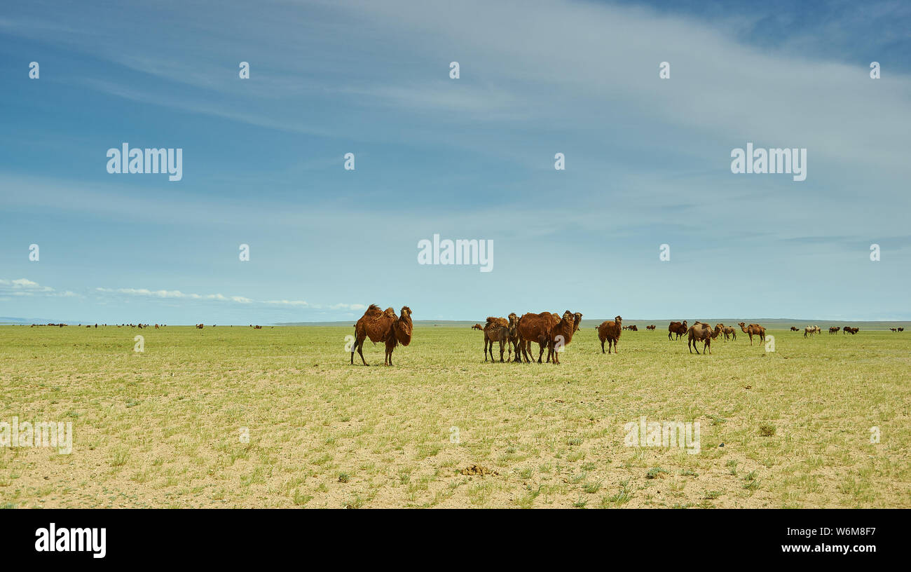 Bactrian or two-humped camel Gobi desert, Mongolia Stock Photo - Alamy
