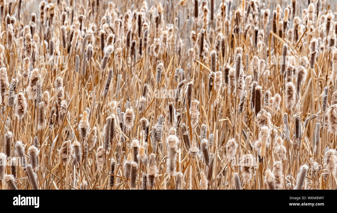 Close up view of tall and slim brown grasses growing abundantly ...