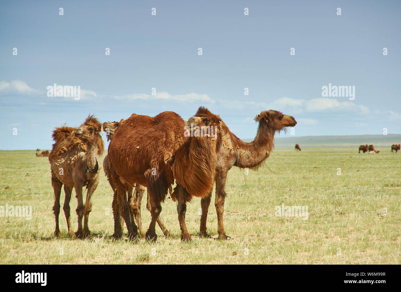 Bactrian or two-humped camel Gobi desert, Mongolia Stock Photo - Alamy