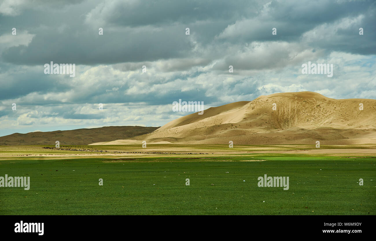 Sands Mongol Els, Herd of animals grazed on the grass Stock Photo - Alamy