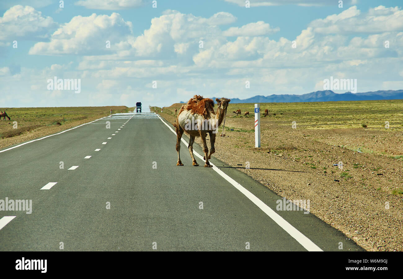 Camels cross the highway, Bactrian or two-humped camel Gobi desert ...