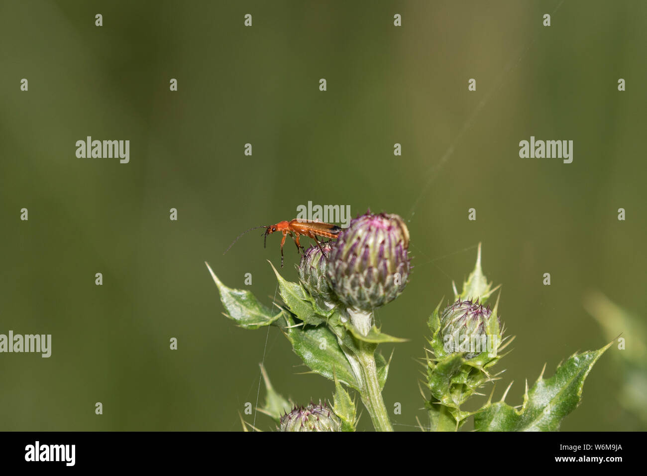 Soldier thistle hi-res stock photography and images - Alamy