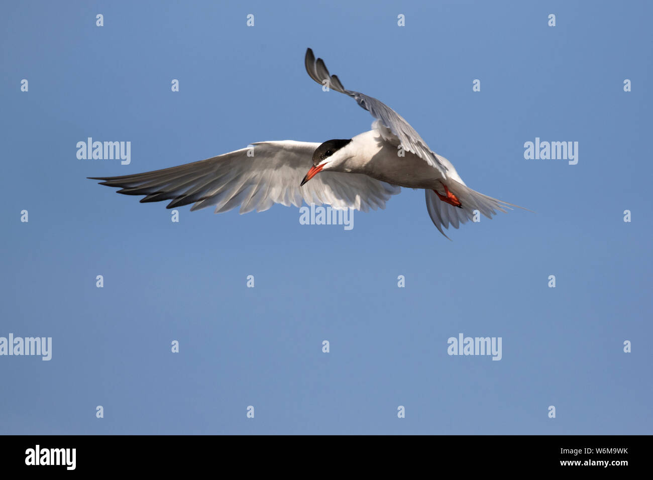 Common tern diving hi-res stock photography and images - Alamy