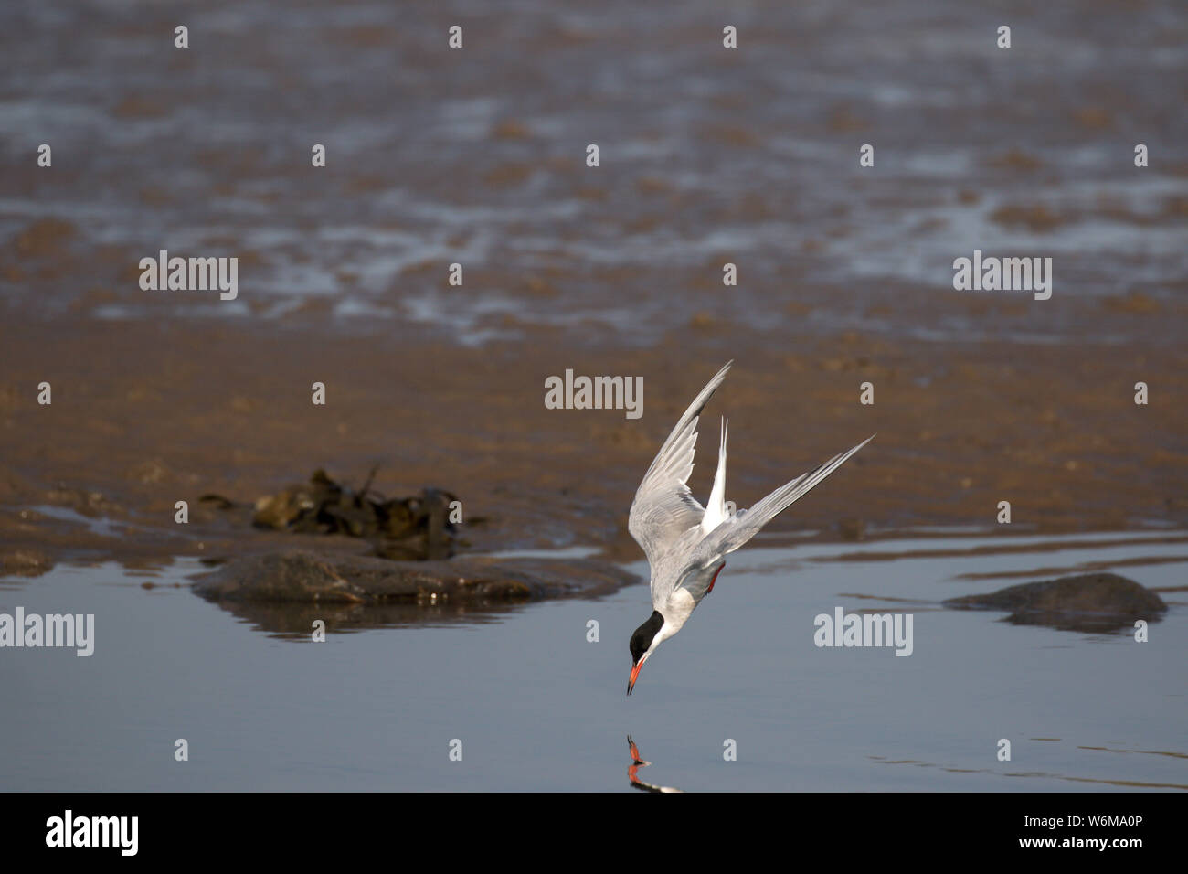 Common tern diving Stock Photo - Alamy