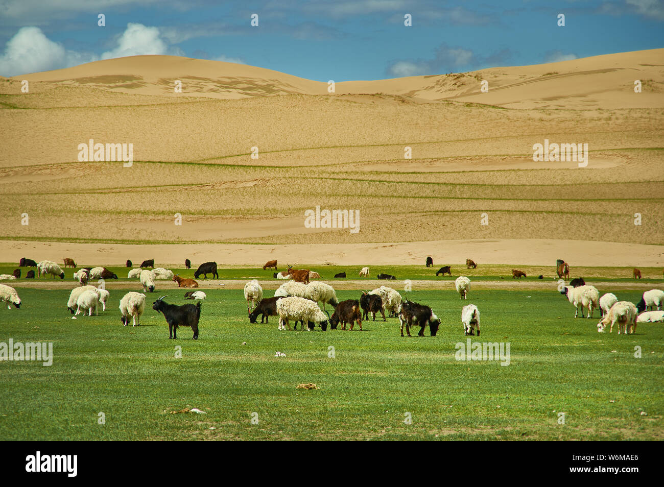Sands Mongol Els, Herd of animals grazed on the grass Stock Photo - Alamy