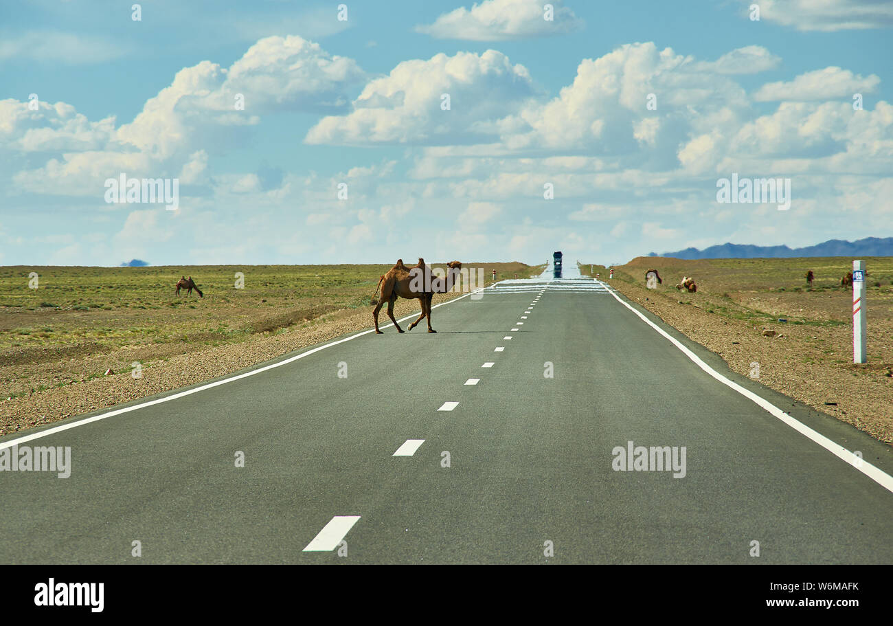 Camels cross the highway, Bactrian or two-humped camel Gobi desert ...